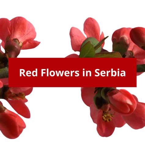 Red Flowers In Serbia