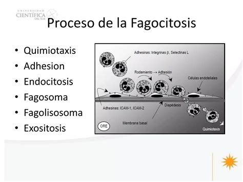 La Fagocitosis Ppt