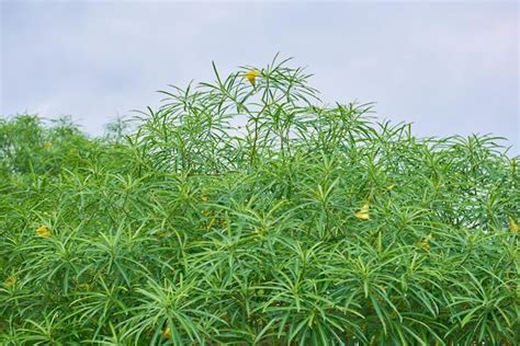 Premium Photo Thin Leaves Of The Tree