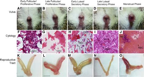 First Evidence Of A Menstruating Rodent The Spiny Mouse Acomys