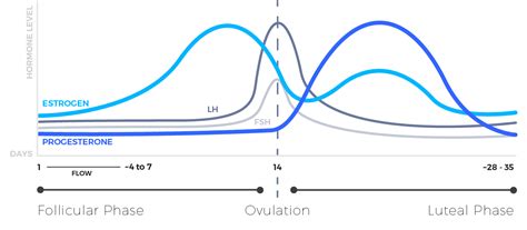 Menstrual Cycle Chart Hormones
