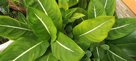 Premium Photo Green Leaft