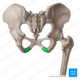 Ischium Anatomy Structure And Main Parts Kenhub