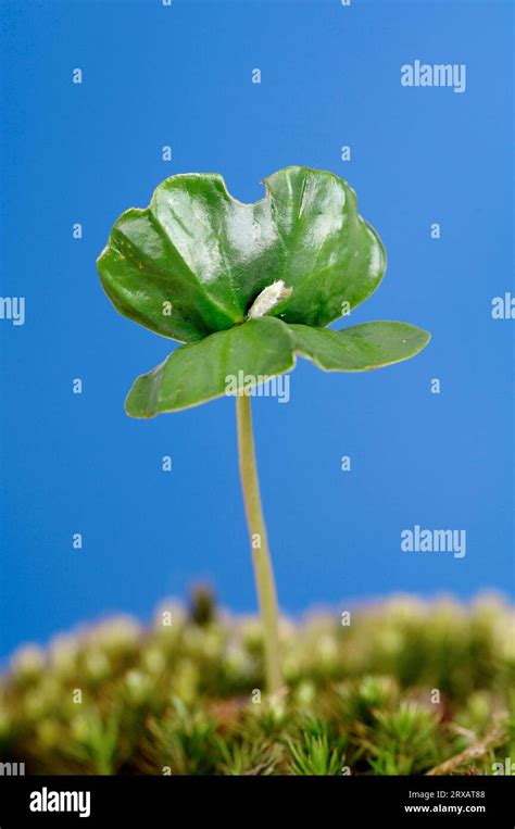 Beech Fagus Sylvatica Seedling North Rhine Westphalia Germany