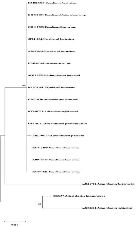 Phylogenetic Analysis Of Strains Of Acinetobacter Johnsonii Tr01