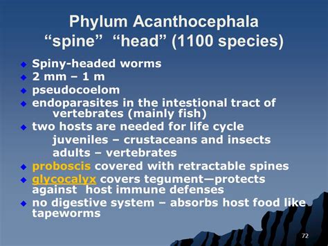 Acoelomorpha Platyzoa And Mesozoa Ppt Video Online Download