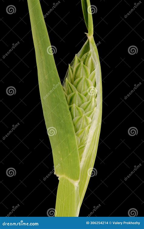 Canary Grass Phalaris Canariensis Emerging Panicle Closeup Stock