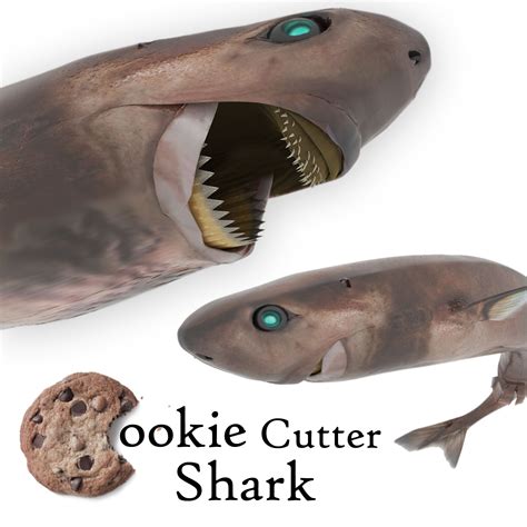 Cookie Cutter Shark