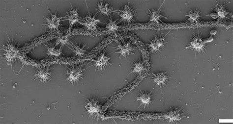 Archaea Definition Structure Types And Extremophile Habitats Rs Science