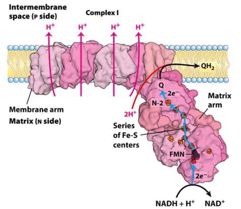 Electron Transfer And Oxidative Phosphorylation Flashcards Quizlet