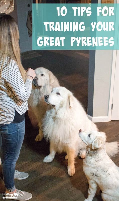 10 Tips For Training A Great Pyrenees Dog Training Obedience Dog