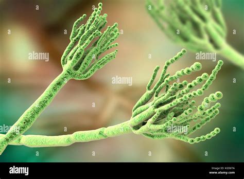 Hongos Penicillium