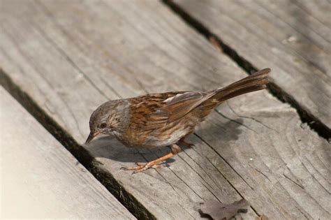 High Angle View Of Bird Perching On Table Premium Photo