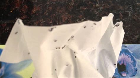 Do Cockroaches Eat Paper Towels At Georgia Anna Blog