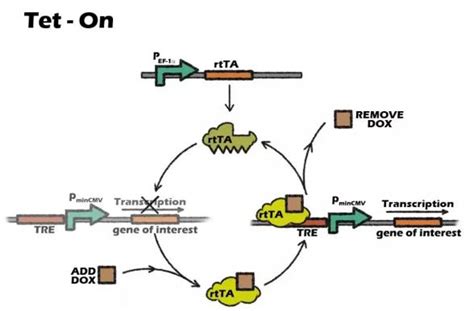 Neuronal Activity Dependent Tool Series Ii Tet Off Vs Tet On System