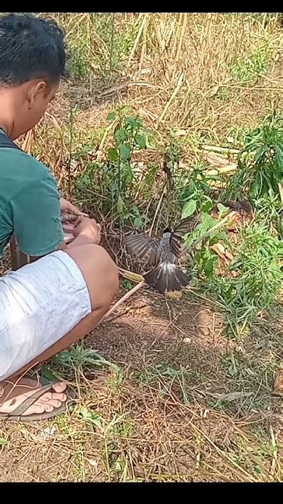 Si Ladusing Garuda Kutilang Gacorrrshorts Youtube
