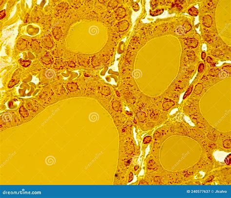 Thyroid Gland Follicles Semithin Section Stock Image Image Of