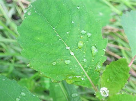Cuticle Layer Of A Plant Plant Ideas