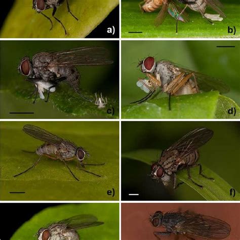 Diptera Families