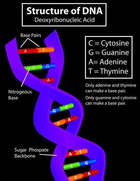 Phosphodiester Bond In Dna