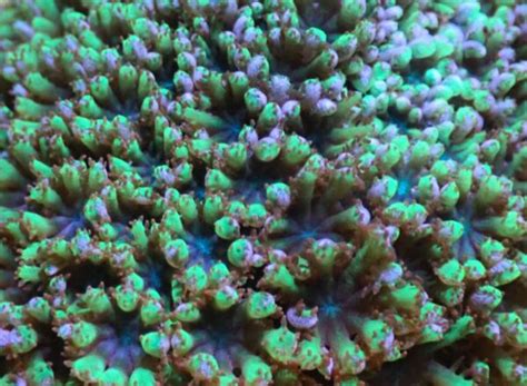 Blue And Green Sympodium Coral Cultured By Science