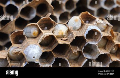 Cells Of The Nest Stock Videos And Footage Hd And 4k Video Clips Alamy
