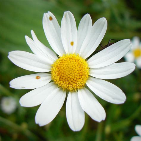 Collection 103 Pictures Tiny White Flowers With Yellow Center Full Hd