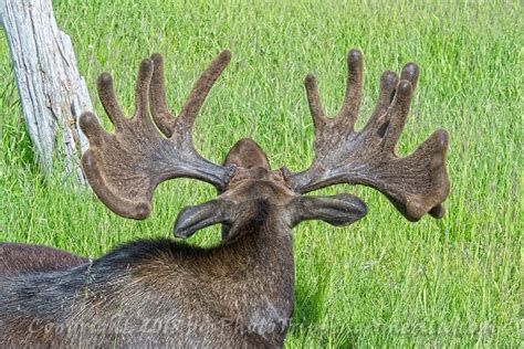Moose Antler