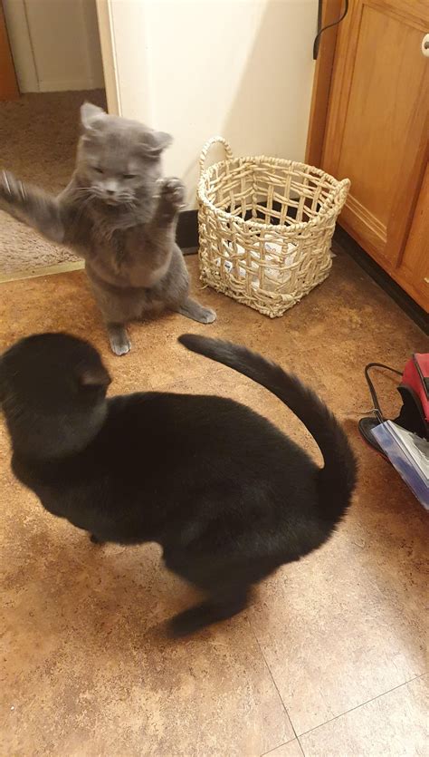 New Room Mate R Blackcats