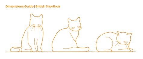 Exotic Shorthair Cat Dimensions And Drawings