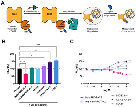 Lytic Hibit Detection Assays To Measure Ccr2 Levels After Treatment