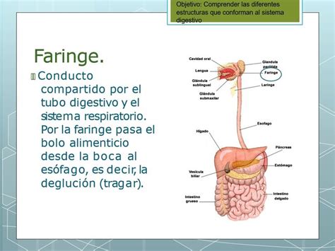 La Faringe Faringe Intestino Grueso Cavidad Oral
