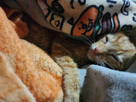 When Every Drop Counts Understanding And Treating Severe Dehydration In Kittens The Haven Cat