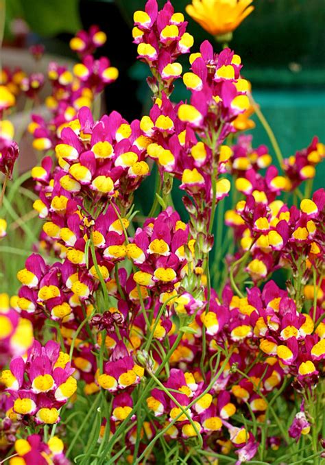 Cotoneaster Horizontalis Artofit