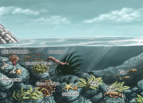 Tide Pool Ecosystem Illustration Stock Image C0394650 Science