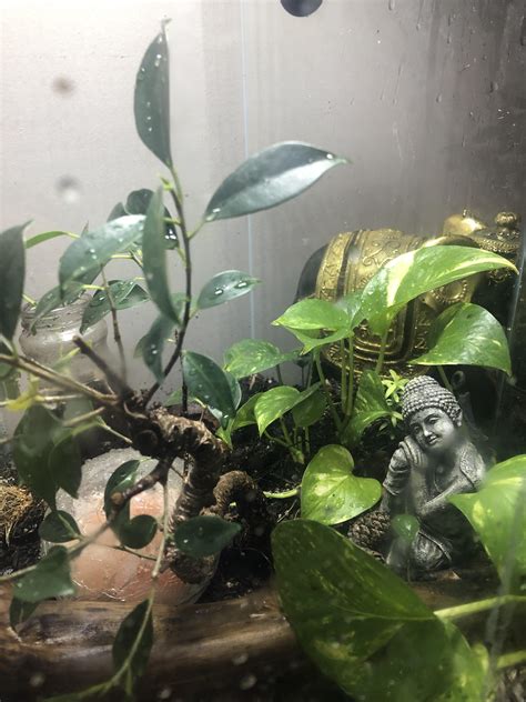 Can Anyone Explain What These Tiny Flynat Like Things Are In My Terrarium I Find It So