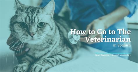 How To Go To The Veterinarian In Spanish