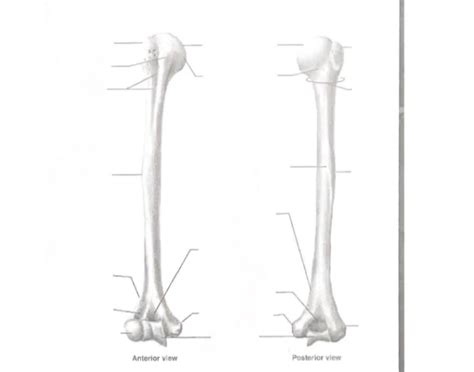 Humerus Labeling Practice Quiz