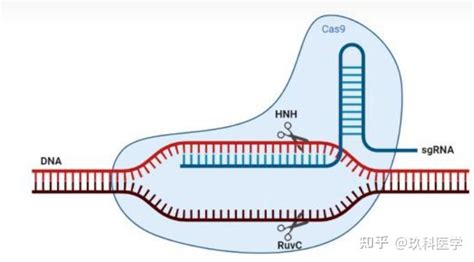 单细胞crispr筛选全面了解细胞类型特异的基因功能 知乎