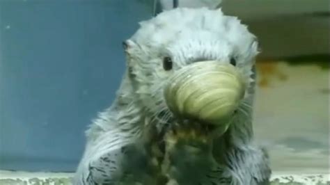 自觉戴上 口罩”的海獭，萌化了啊！凤凰网视频凤凰网