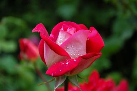 Rose Classification Rose Species Rose Varieties Gardening Tips