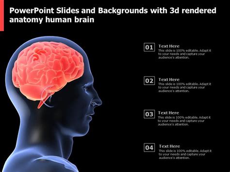 Powerpoint Slides And Backgrounds With D Rendered Anatomy Human Brain Presentation Graphics
