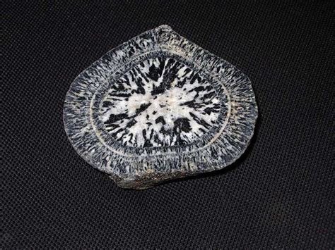 Orbicular Granite Gemstonegeeks