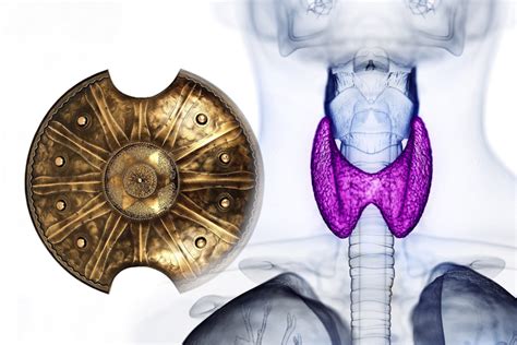 Štitna Ili štitasta žlezda Medicentar