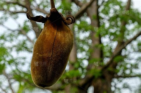 猴面包树果实