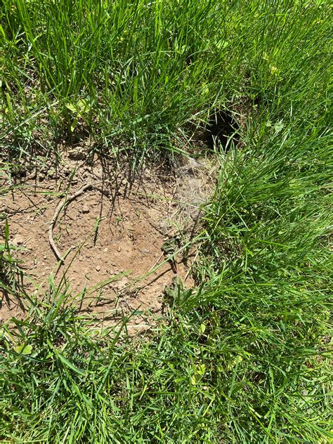What Made This Dirt Patch And Hole In My Yard Rlandscaping