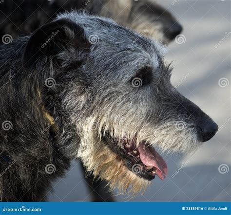 Ierse Wolfshond Stock Foto Image Of Nave Cultuur Europees 23889816
