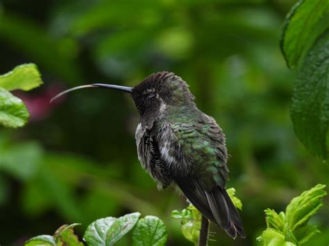 Mais De 700 Imagens Grátis De Ruby Lang E Natureza Pixabay