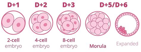Does 5 Day Blastocyst Transfer Improve Ivf Success Rates