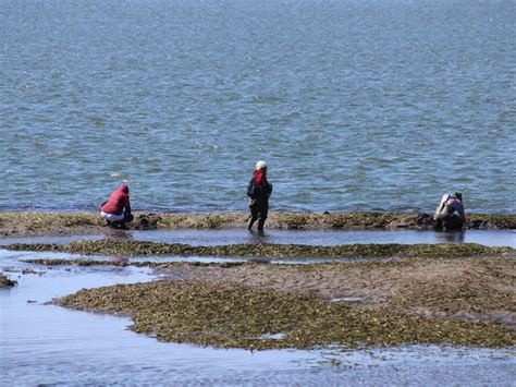 ‘unprecedented Paralytic Shellfish Poisoning Outbreak Closes Shellfish